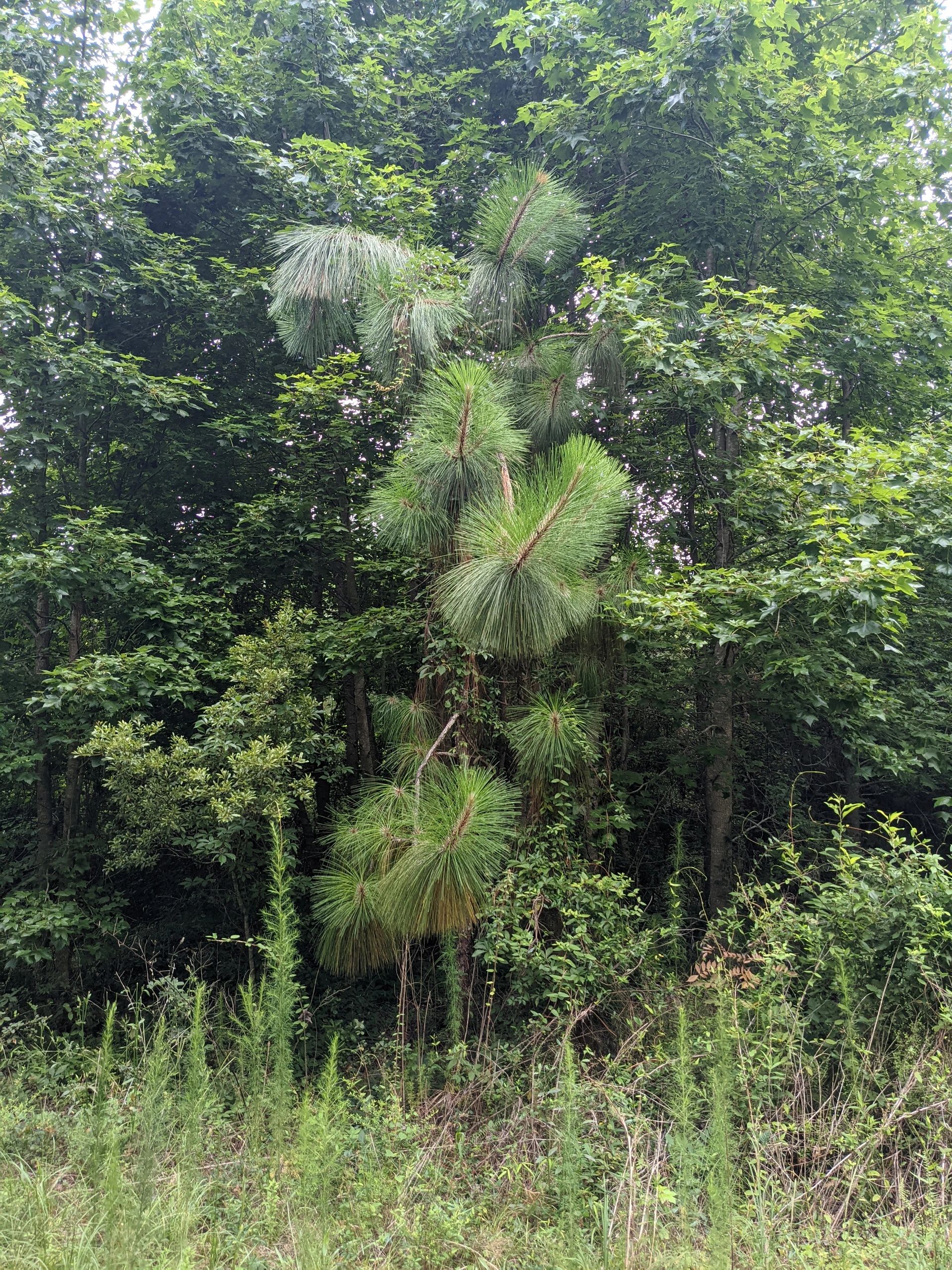 Lockewood's Trees Need a Match