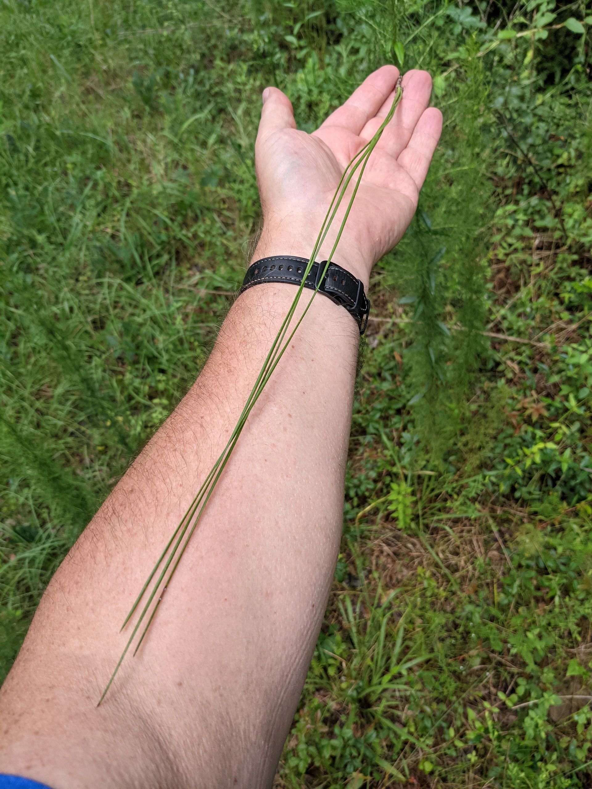 Identifying Longleaf Pine