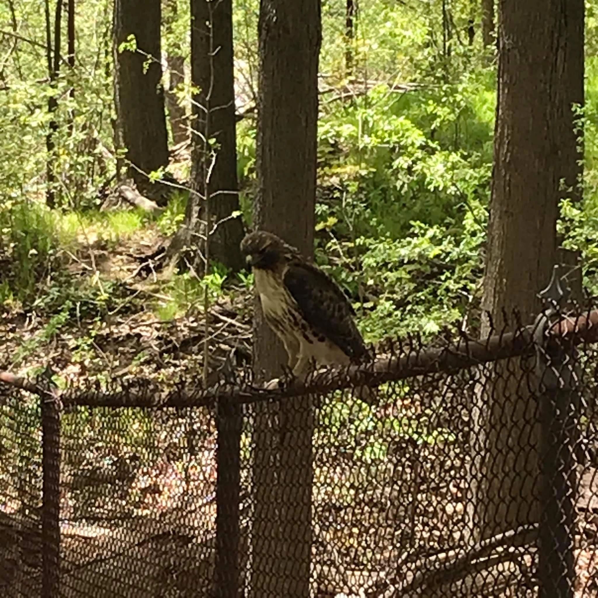 In The Oak Tree As A Hawk That Nests
