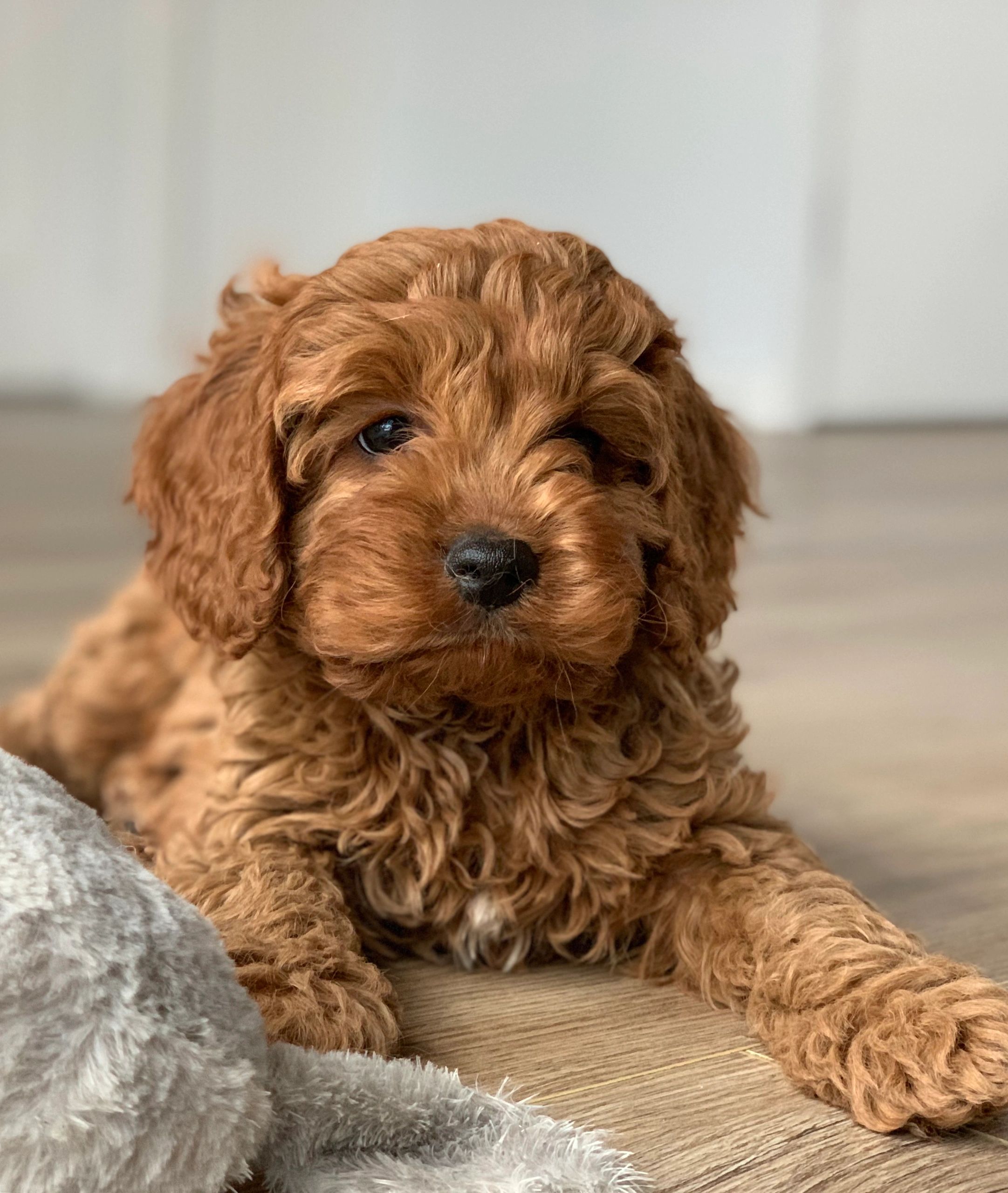 Top Cavapoo Breeders Offering Adorable Puppies