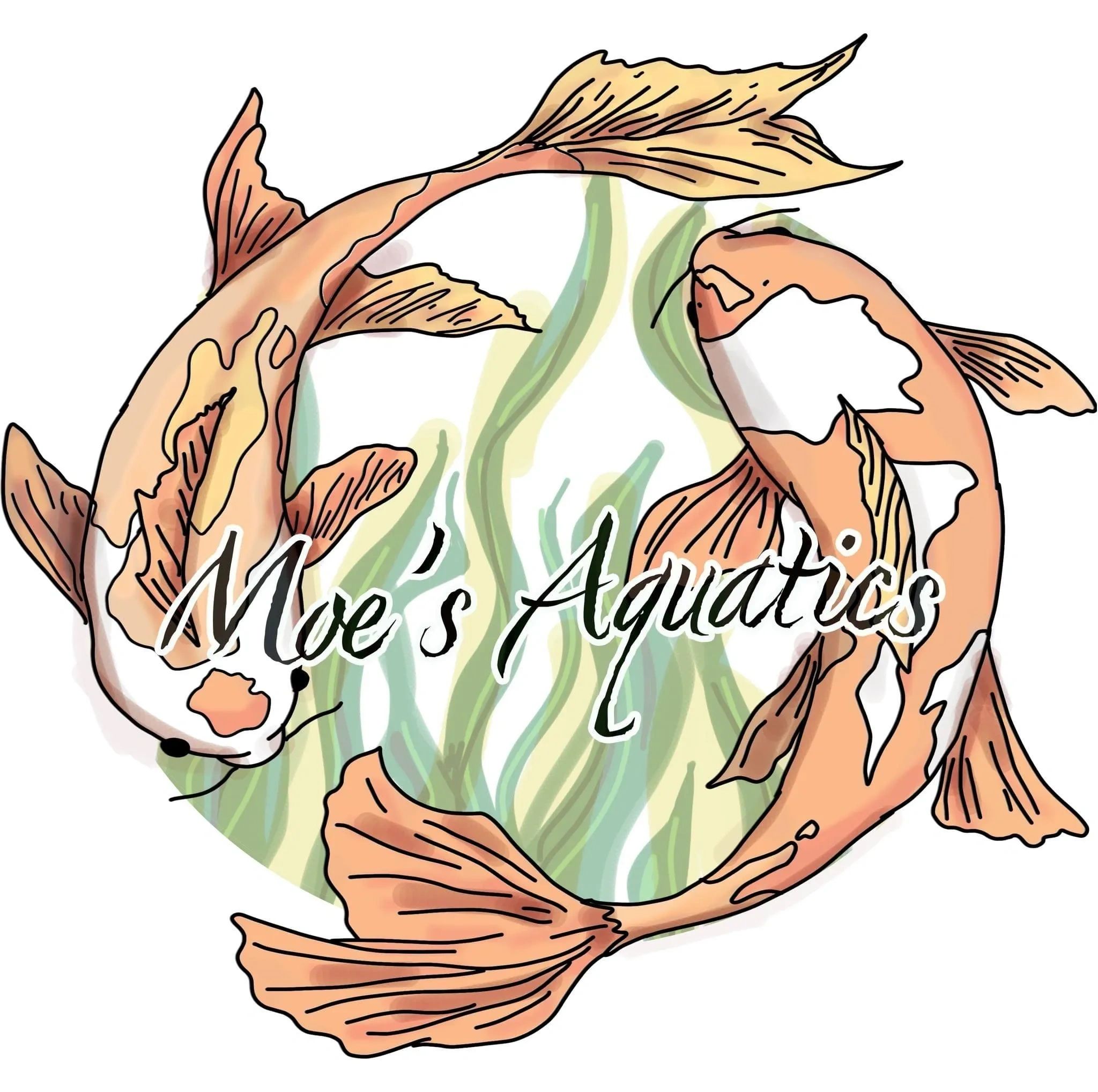 Quality Aquarium Fish for Sale - Moe's Aquatics