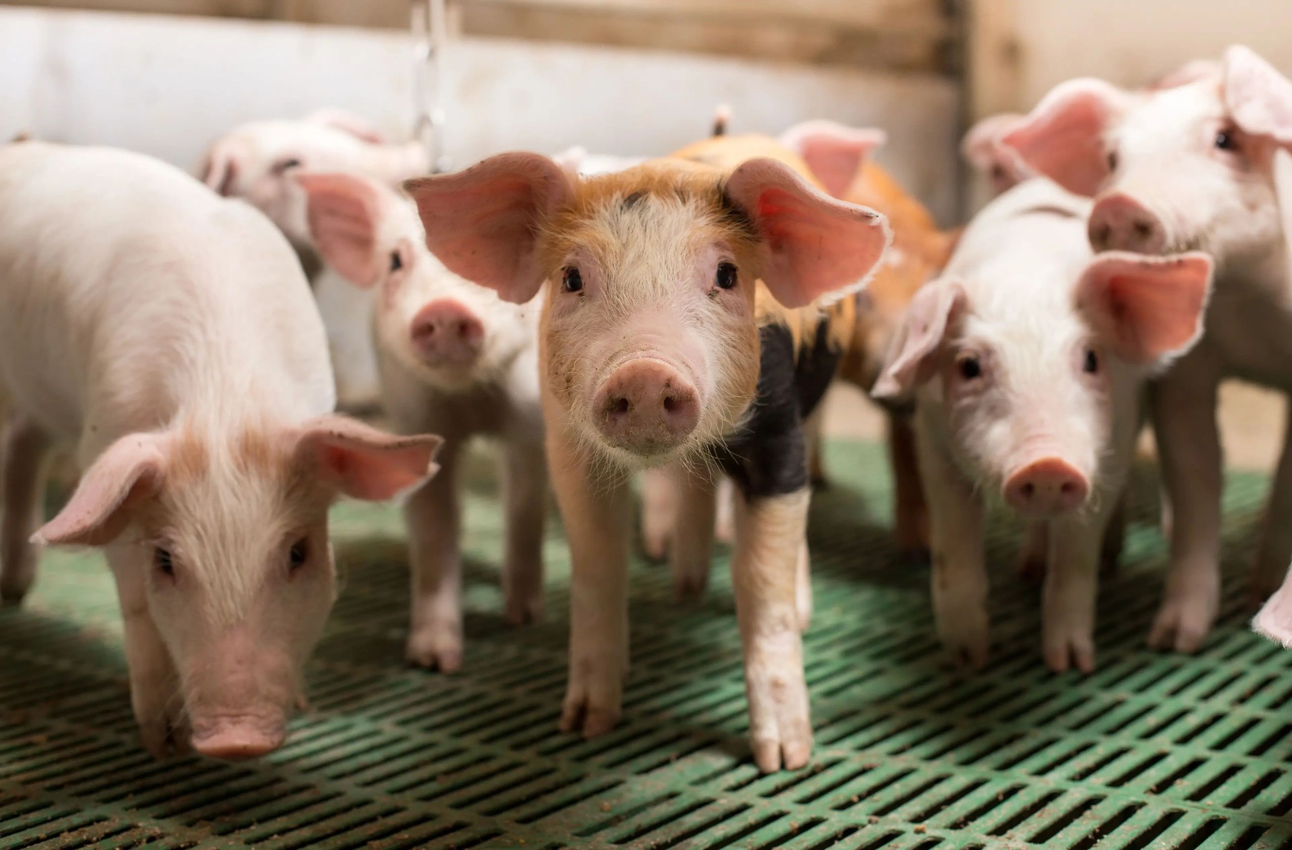 FDA approves gene-editing technology for swine