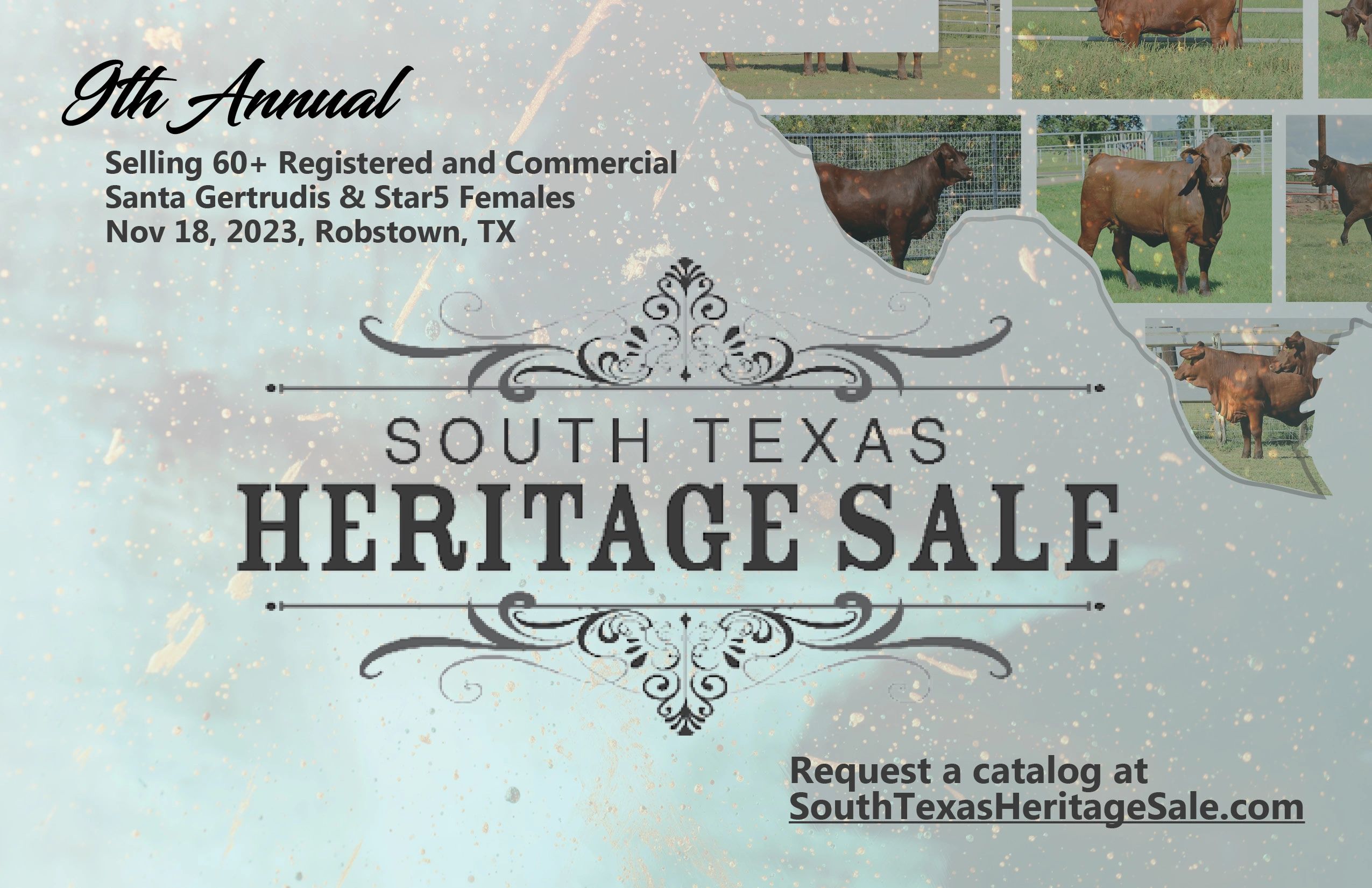 Santa Gertrudis Show Cattle