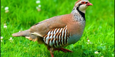 Shooting Game Birds in the Highlands of Scotland - Prohunt Ltd ...