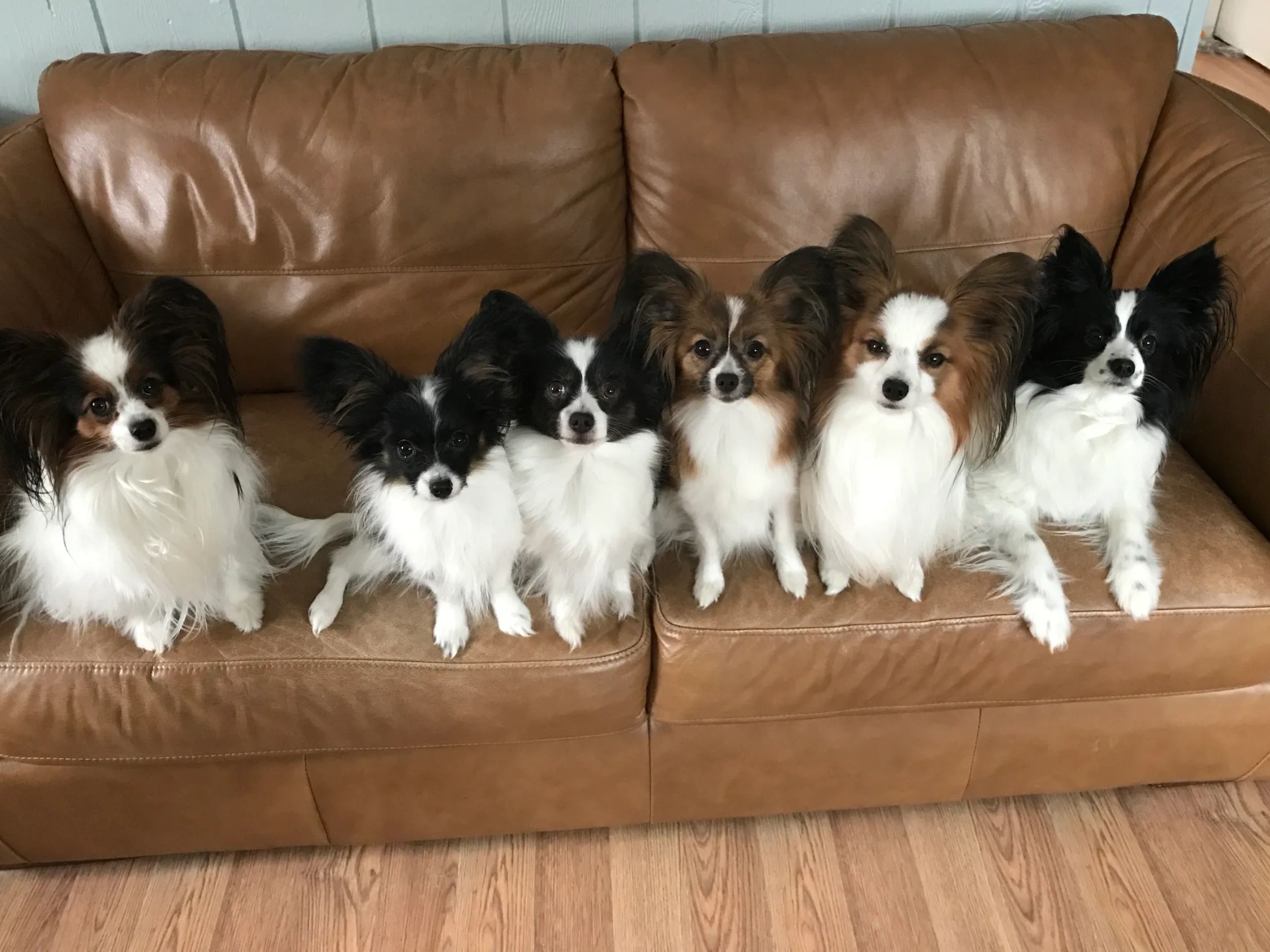 Renaissance Papillons