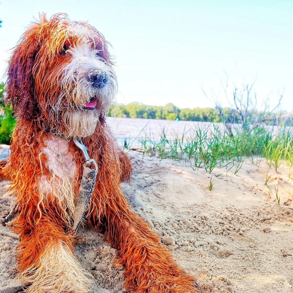 Wallaby Way Australian Cobberdogs - Austrailan Cobberdog, Dog Breeder