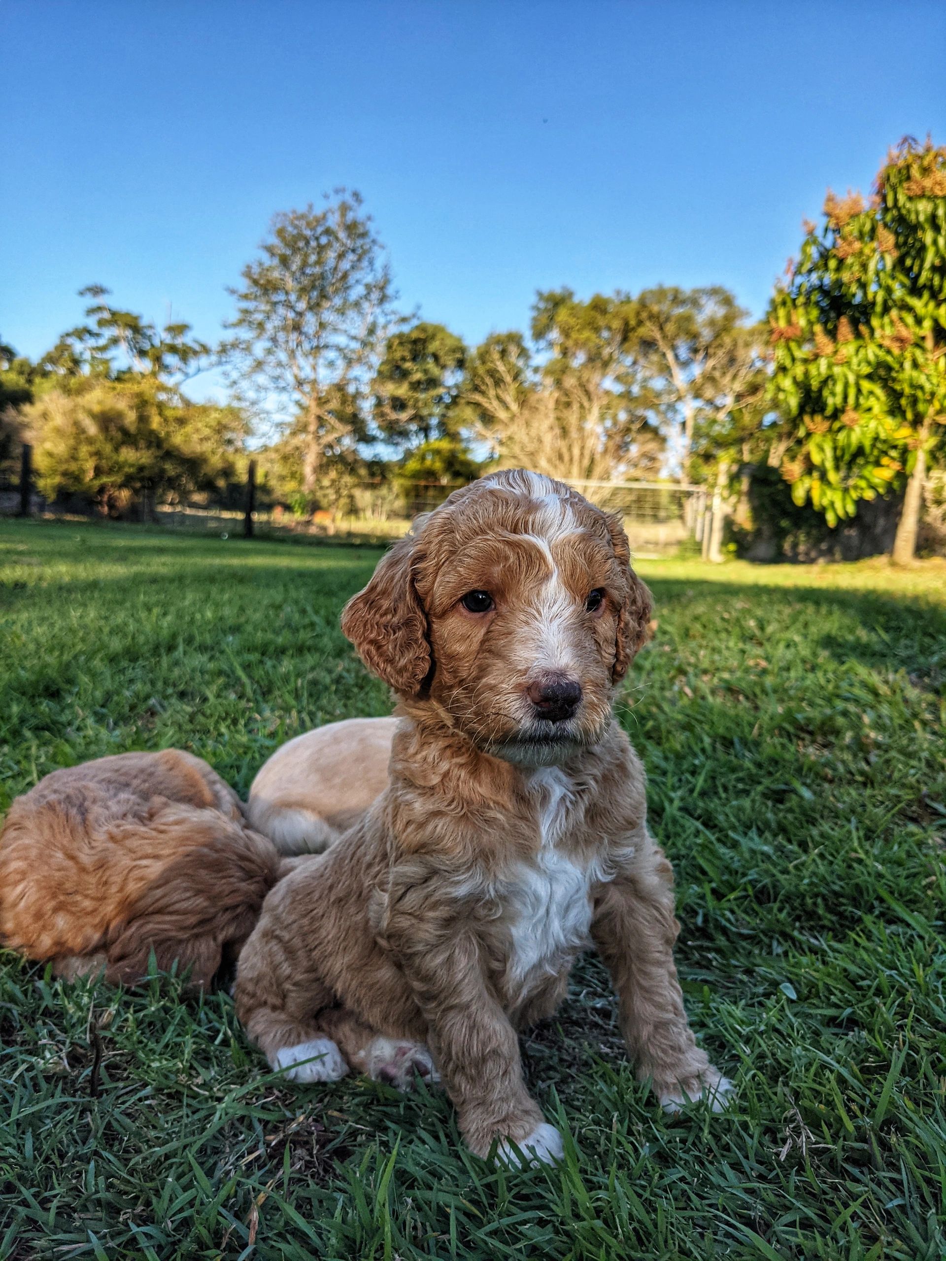 Wallaby Way Australian Cobberdogs - Austrailan Cobberdog, Dog Breeder