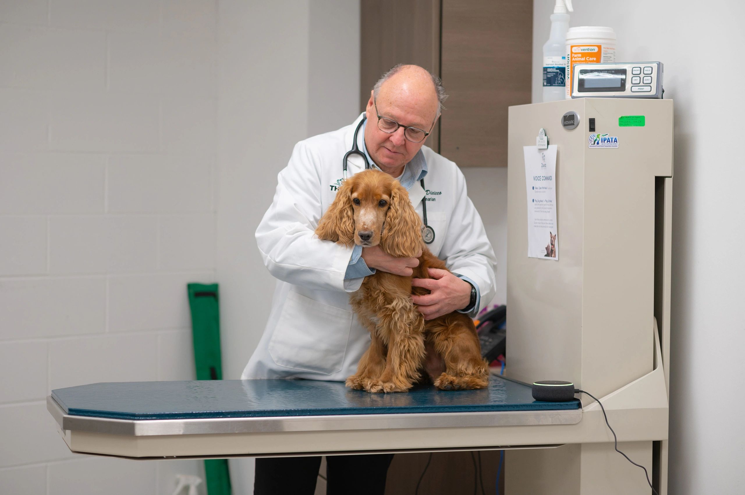 CDC Entry Requirements for Dogs