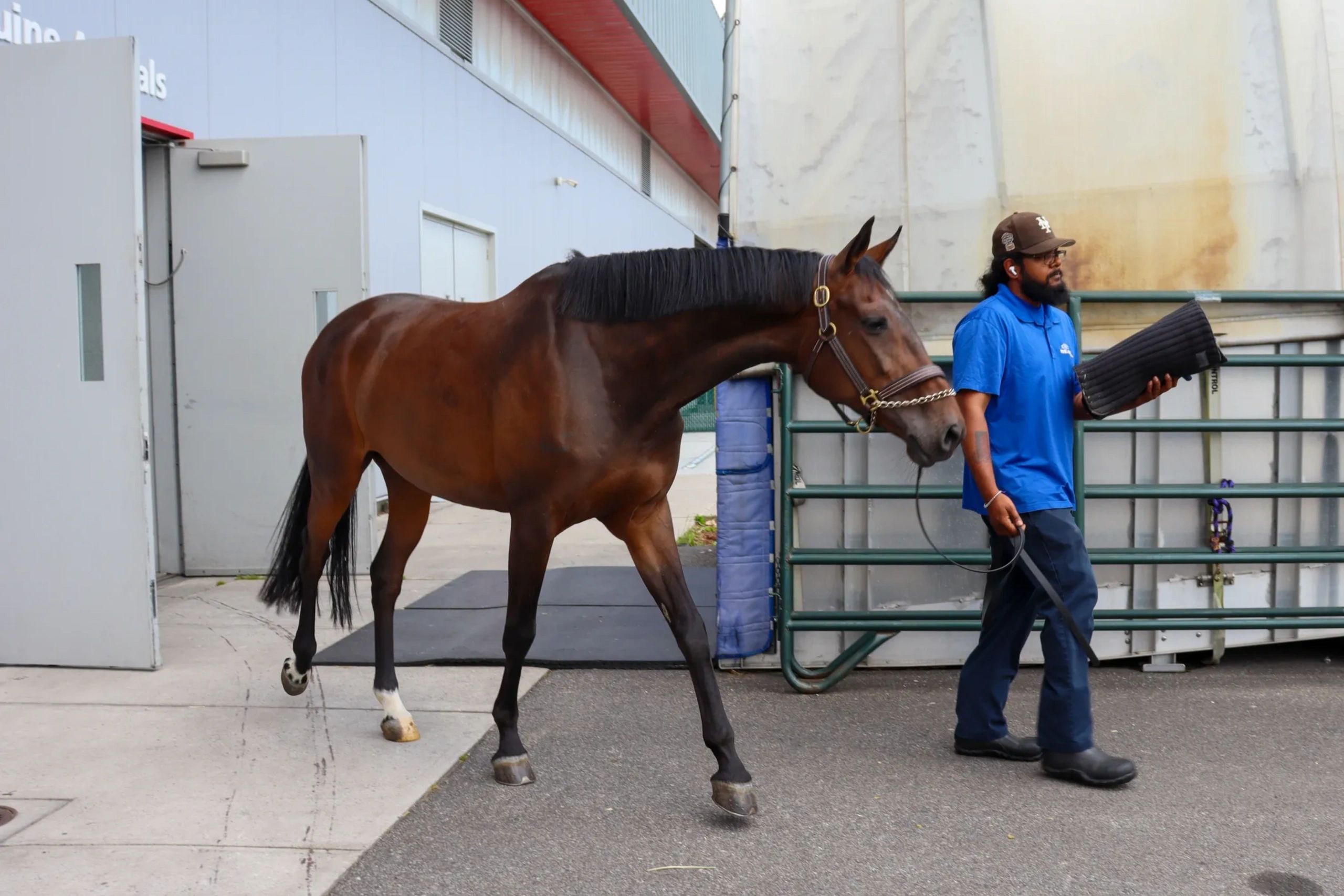 The Detailed Process of Releasing Imported Horses from Quarantine