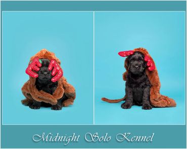 Gallery | Midnight Solo Kennel