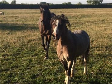 Photo Gallery | Asti Equestrian