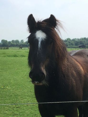 Photo Gallery | Asti Equestrian