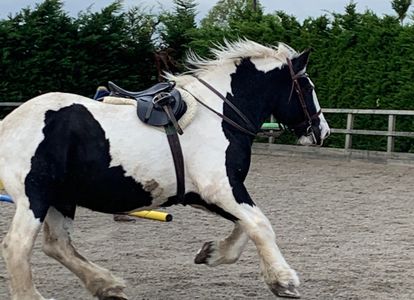 Meet our Horses/Ponies | Asti Equestrian