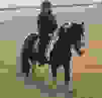 Meet The Team | Asti Equestrian