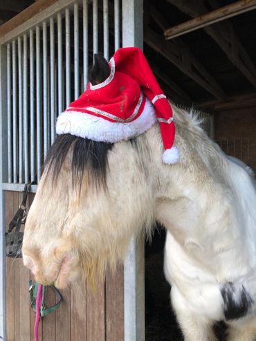 Photo Gallery | Asti Equestrian