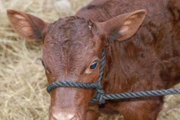 Cattle & Semen For Sale | Devon Point Farm