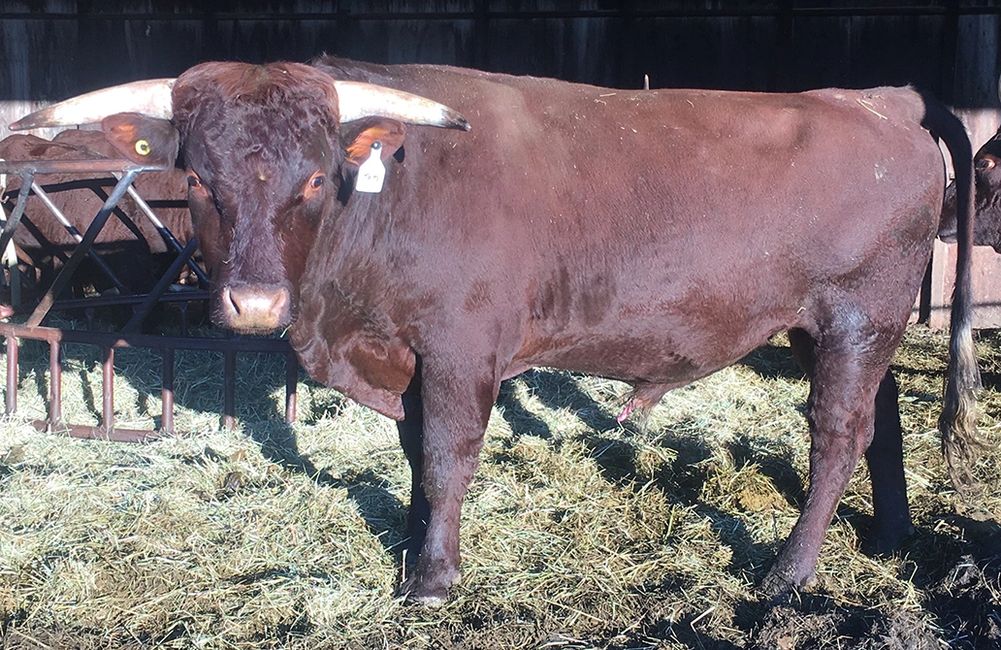 Cattle & Semen For Sale | Devon Point Farm