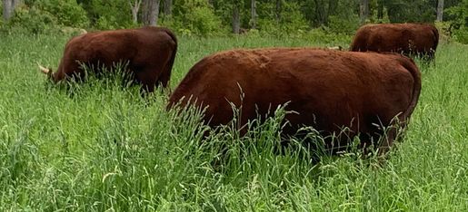 Devon Point Farm - Farm, Grass Fed Beef, Heritage Pork