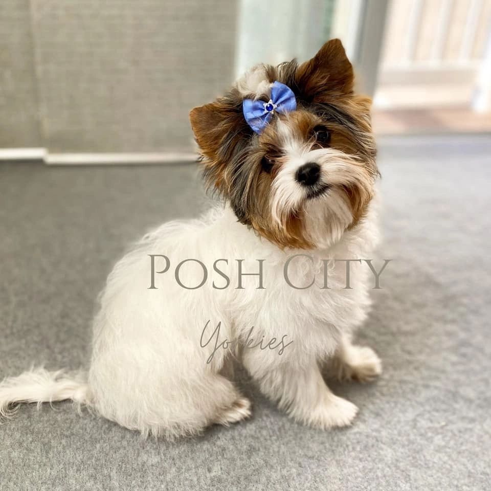 Posh City Yorkies - Yorkies, Breeder, Teacup Yorkie