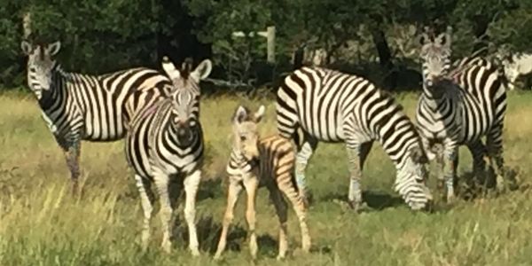 Zebras For Sale - Home