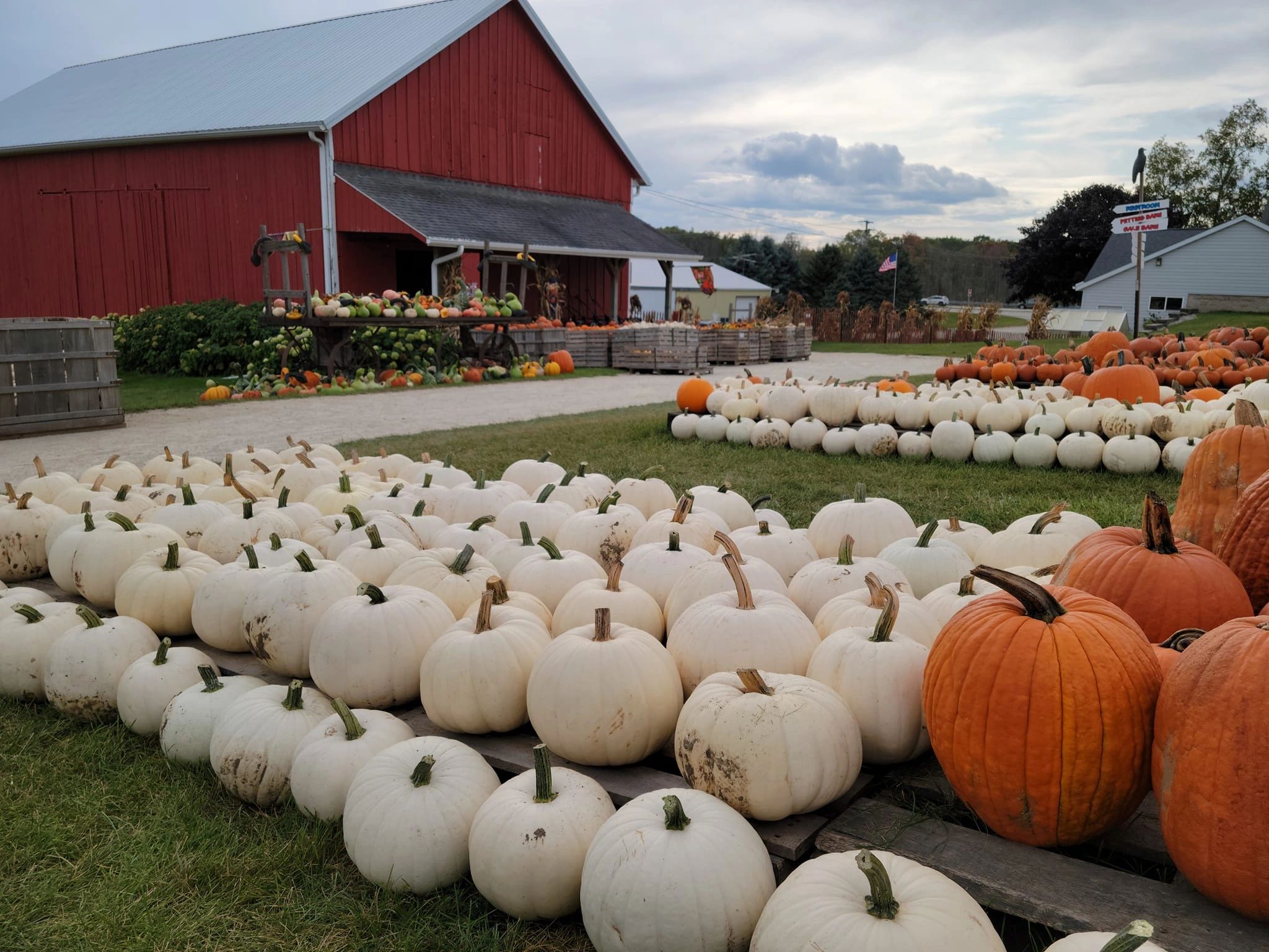 Pick Your Own Pumpkin at Spieker's Pumpkin Farm