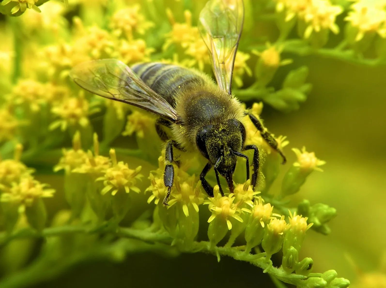 HOME SWEET COMB HONEY COMPANY