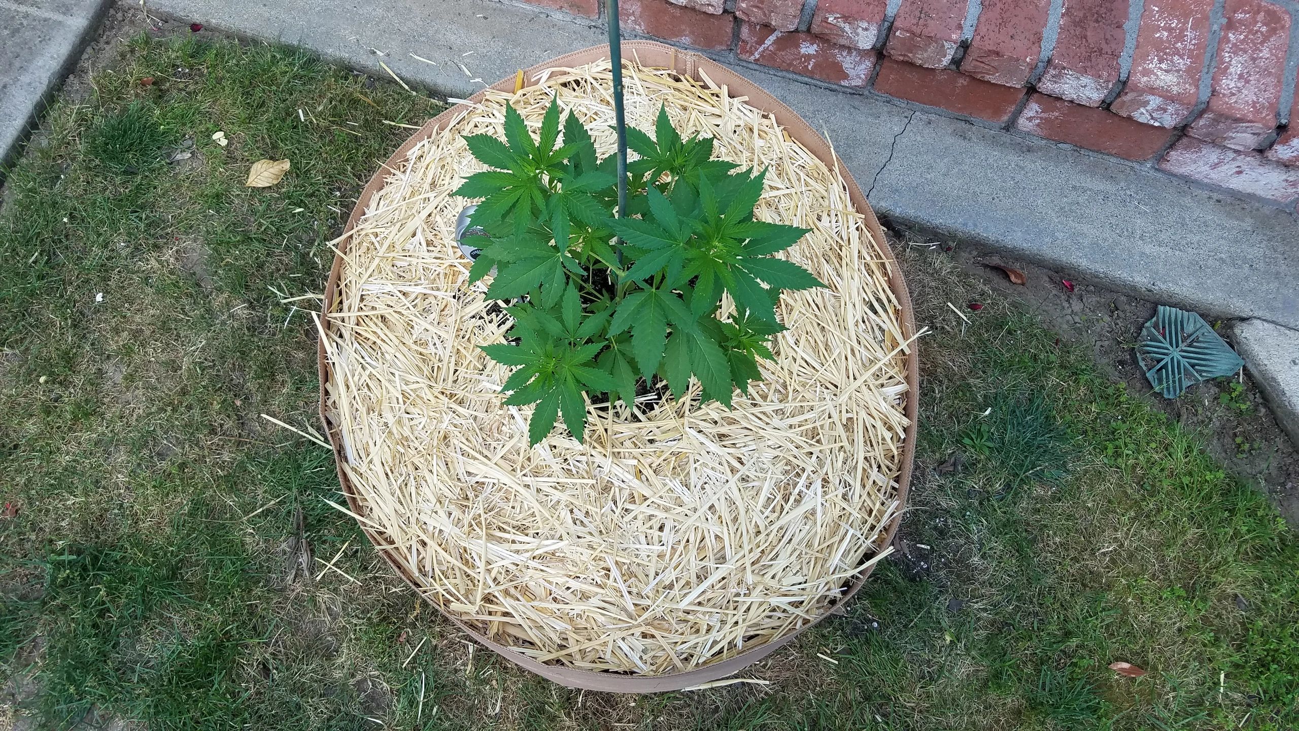 Find the passion in growing weed for your yourself