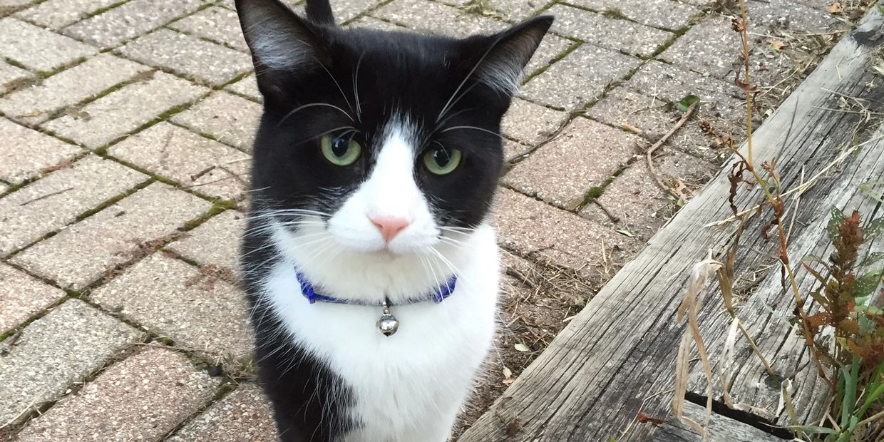 Feral Feline Project - Feral Cats, Kittens, Nonprofit