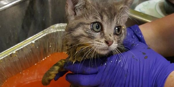 About us | Feral Feline Project