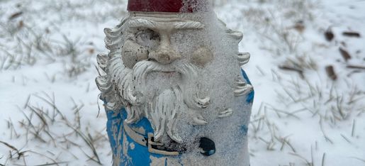 Feral Feline Project - Feral Cats, Kittens, Nonprofit