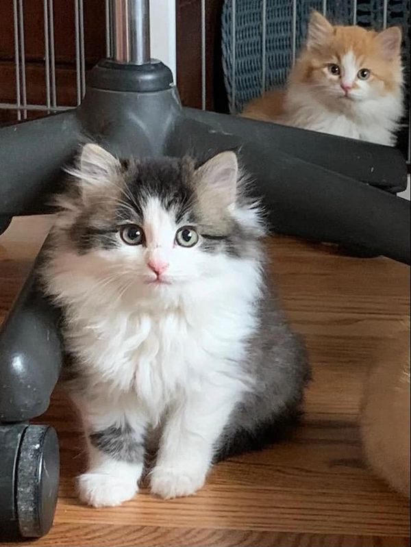 Feral Feline Project - Feral Cats, Kittens, Nonprofit