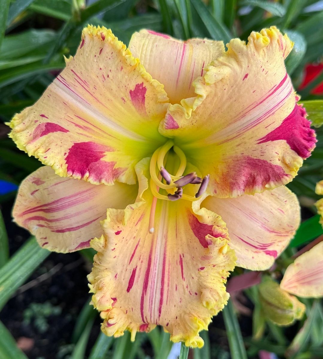 DON'T STOP THE CARNIVAL