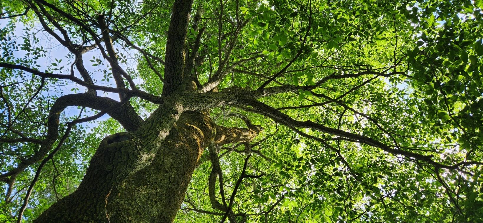 Our Team - Long Timber Management