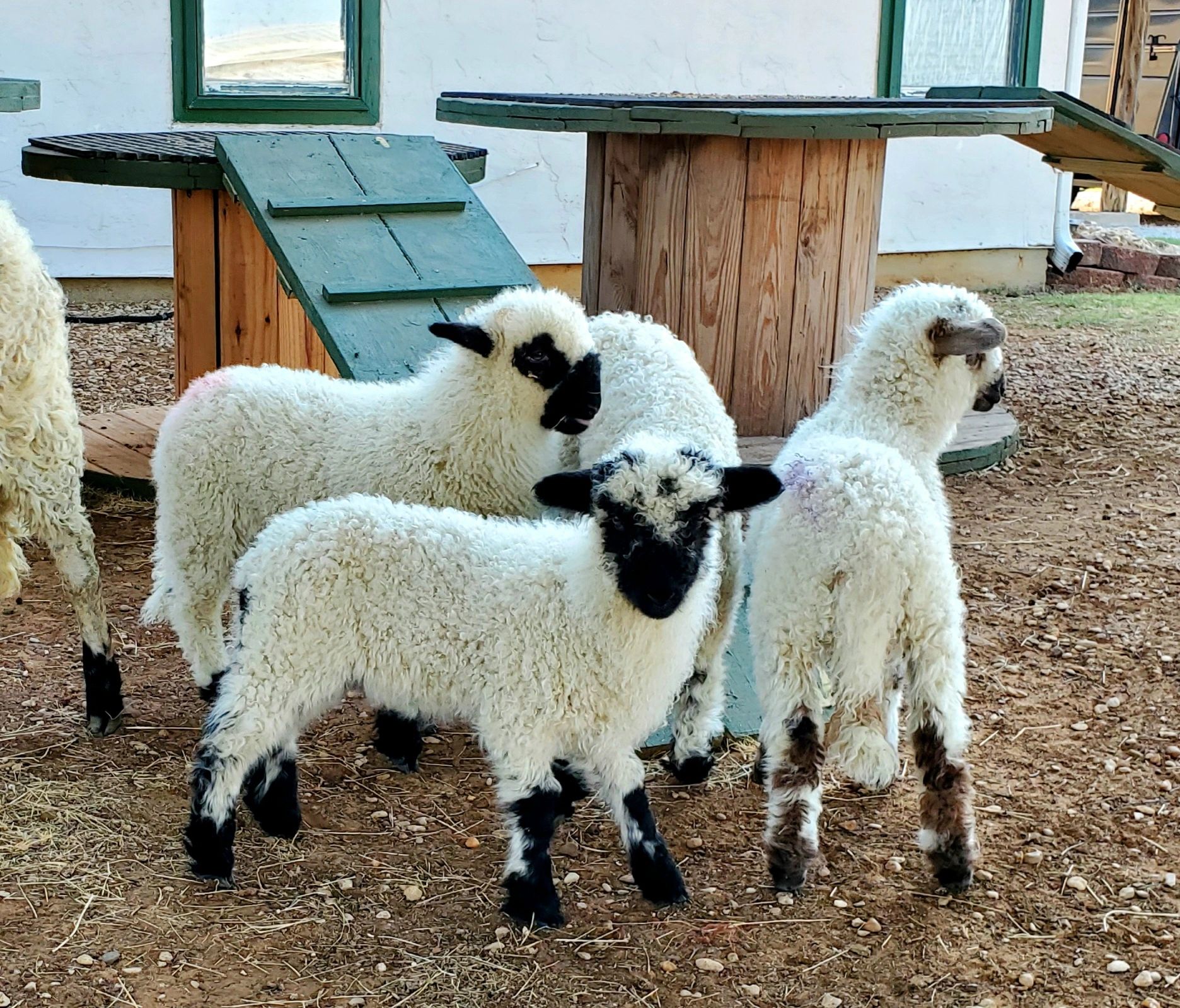 Our Ranch | wool wizards2