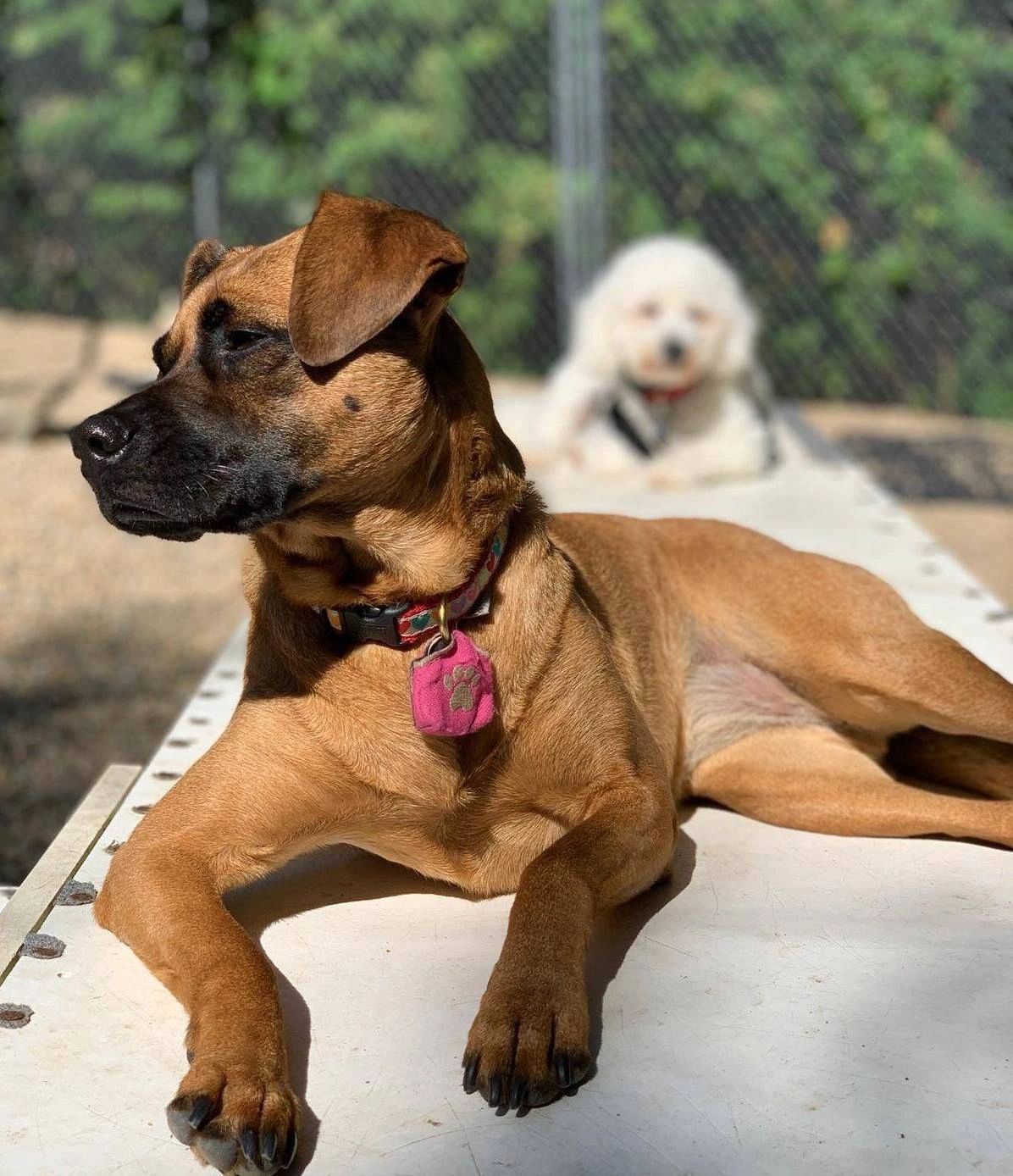 A Dog's Day Away - Home