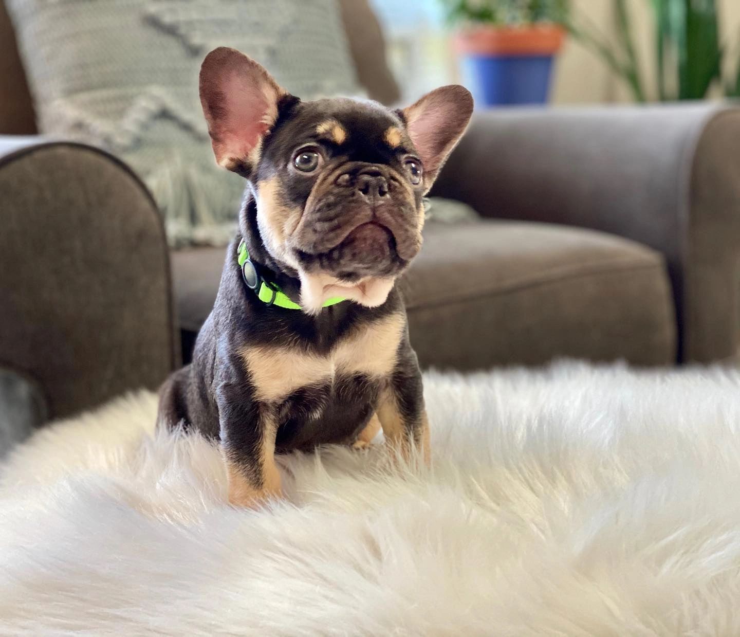 Mid Michigan Frenchies - Breeder - Saginaw Township North, Michigan