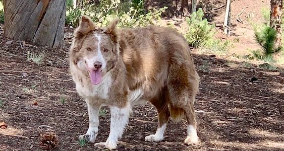 Border Collies - Border Collies