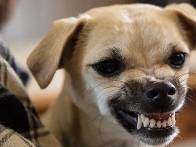 Small Dogs Large Problems