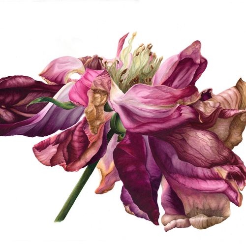 Anna dowd art