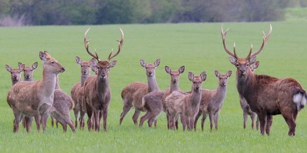 Glade Deer Management - Deer, Management