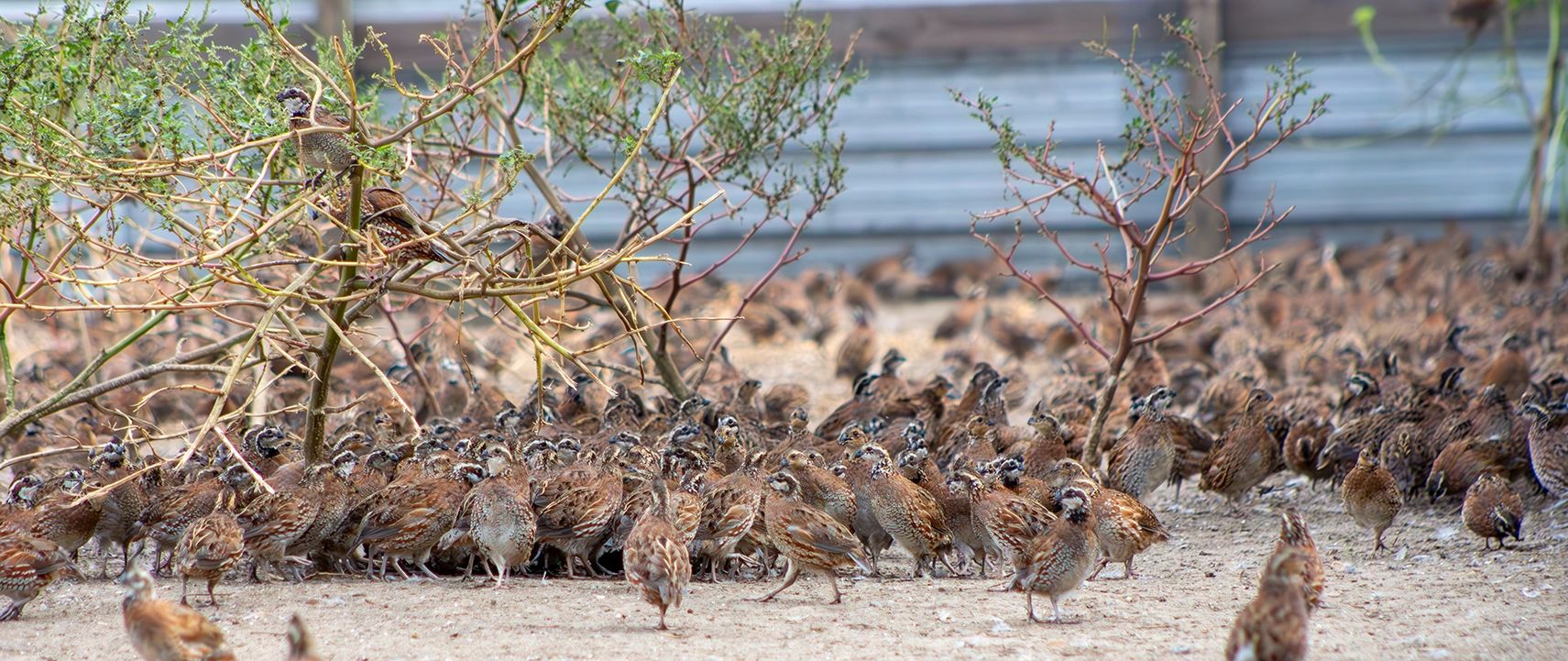NPIP Certified Quail for Sale - Everything Quail Inc.