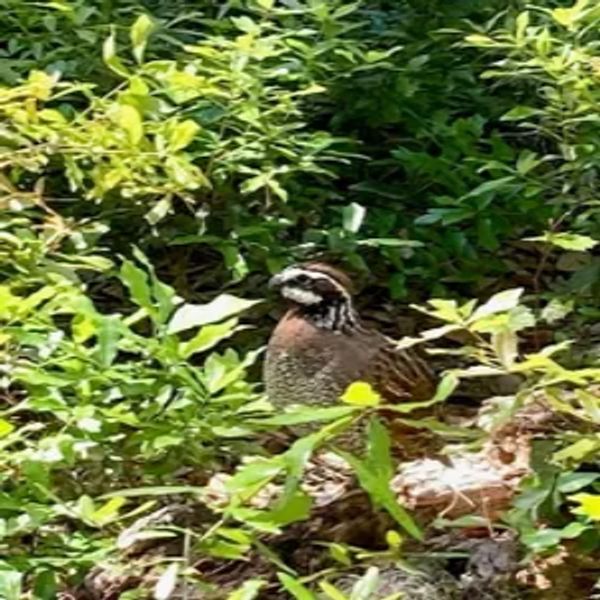 Everything Quail Inc.