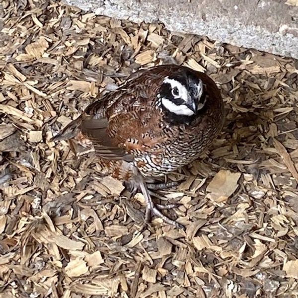 Everything Quail Inc.