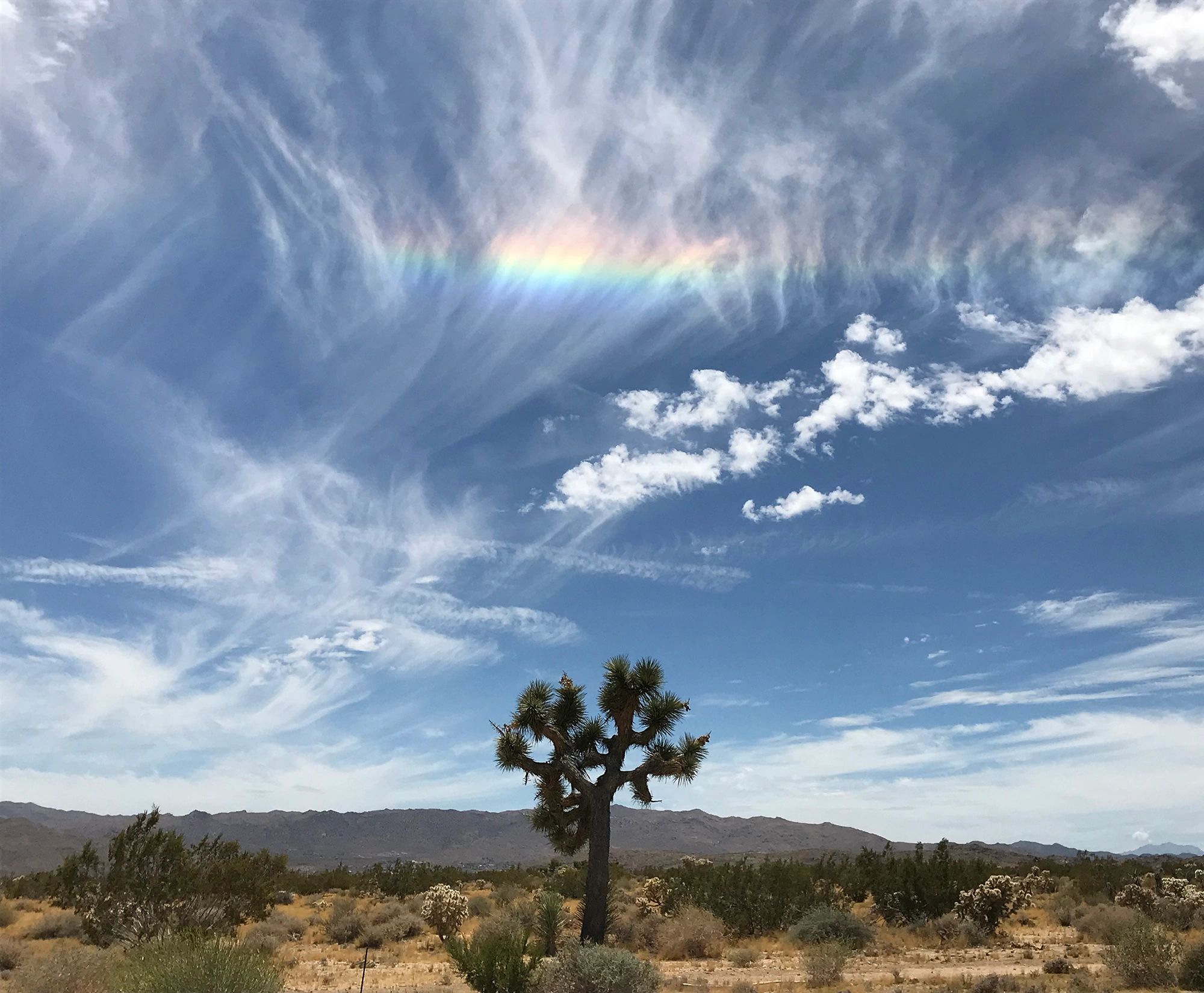 Joshua Tree Center for Photographic Arts