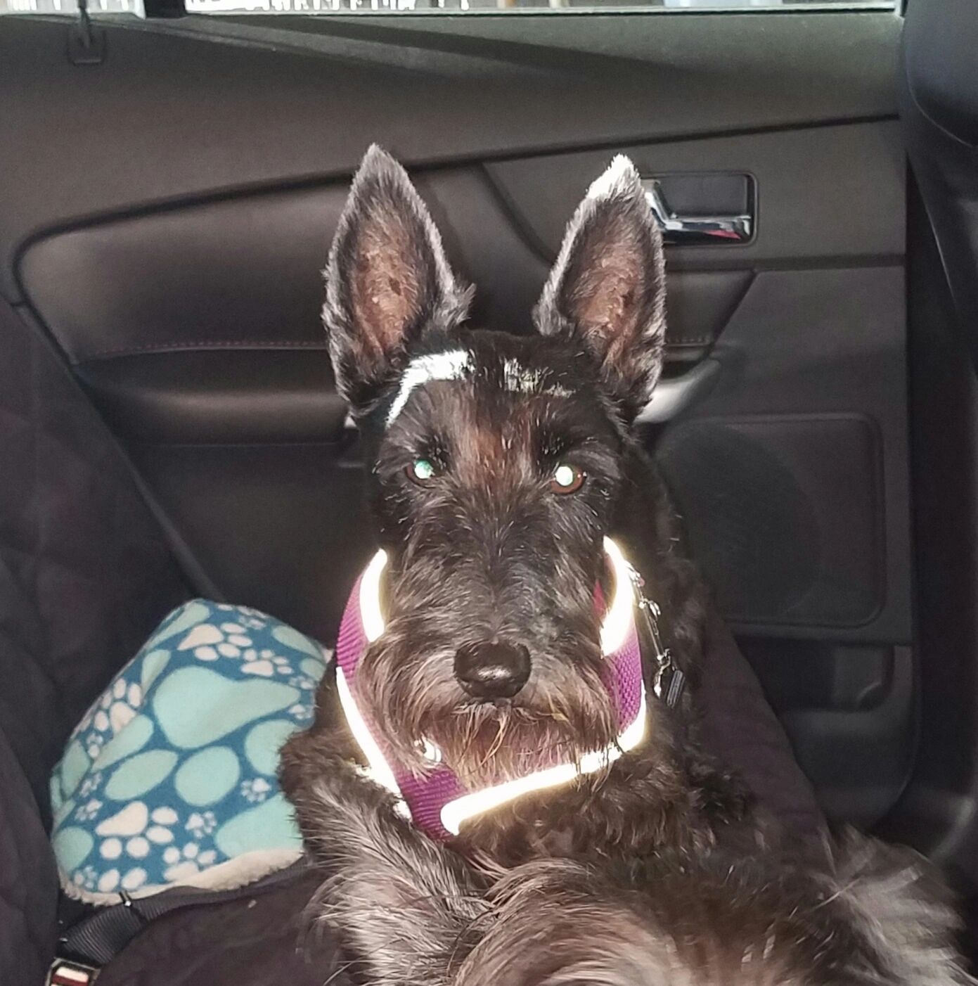 Scottish Terrier Rescue of Florida (STROF)