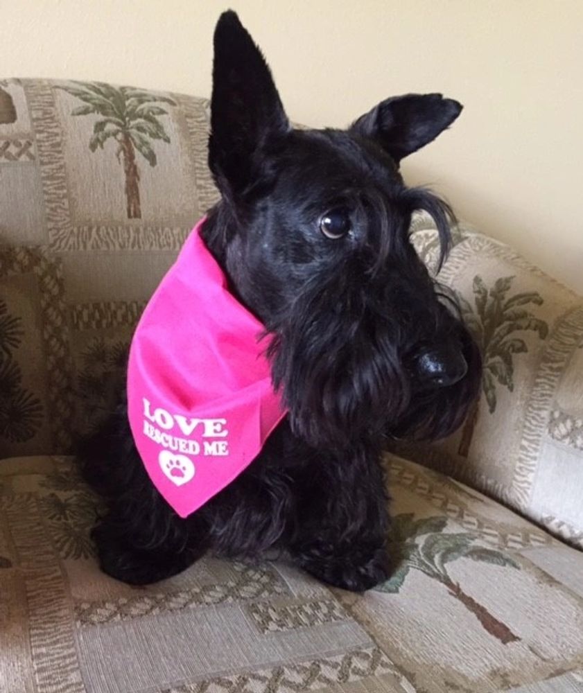 Scottish Terrier Rescue of Florida (STROF)