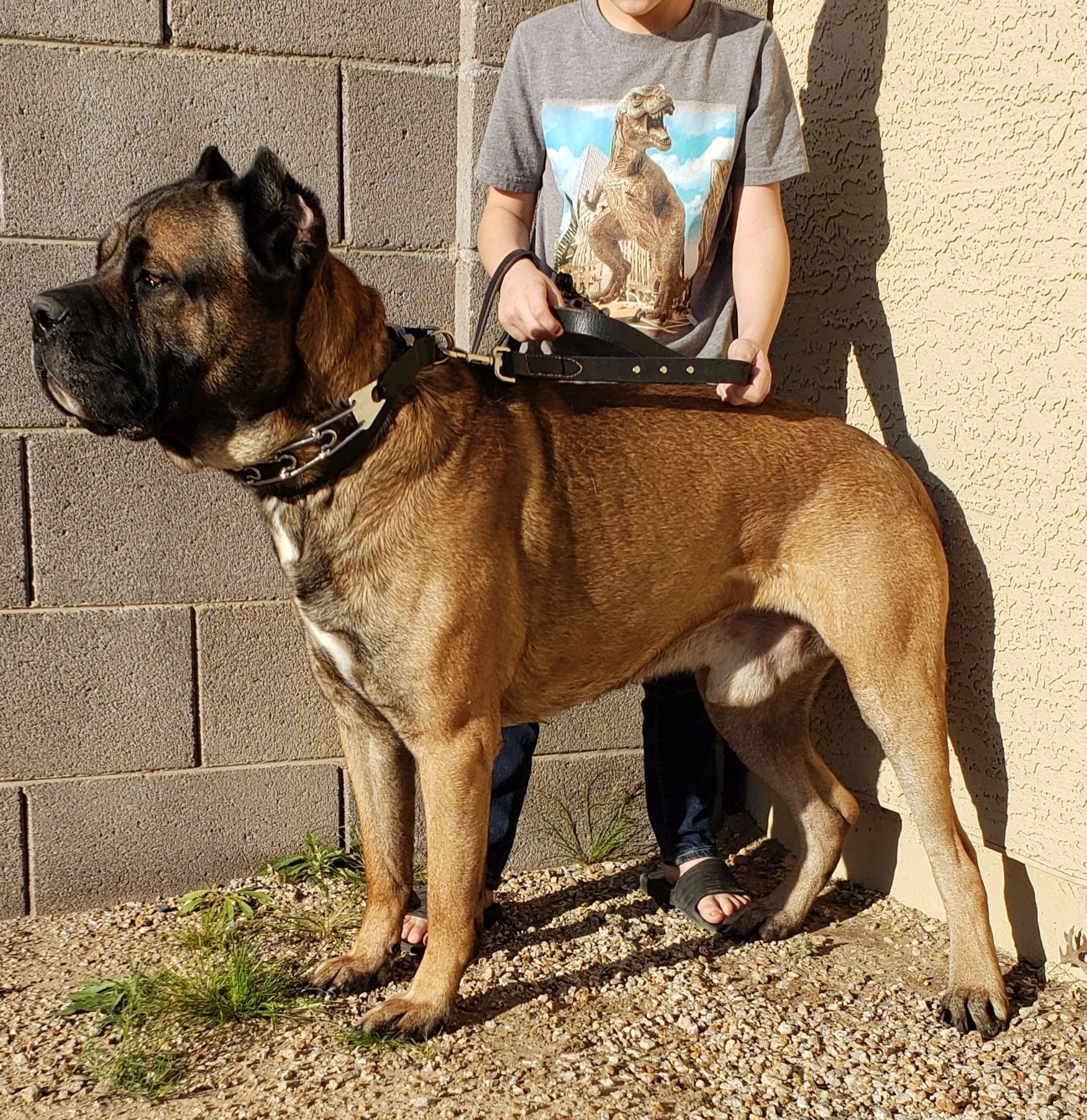 Cane Corso Full Size