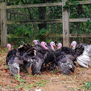 Meet the animals | Hope Springs