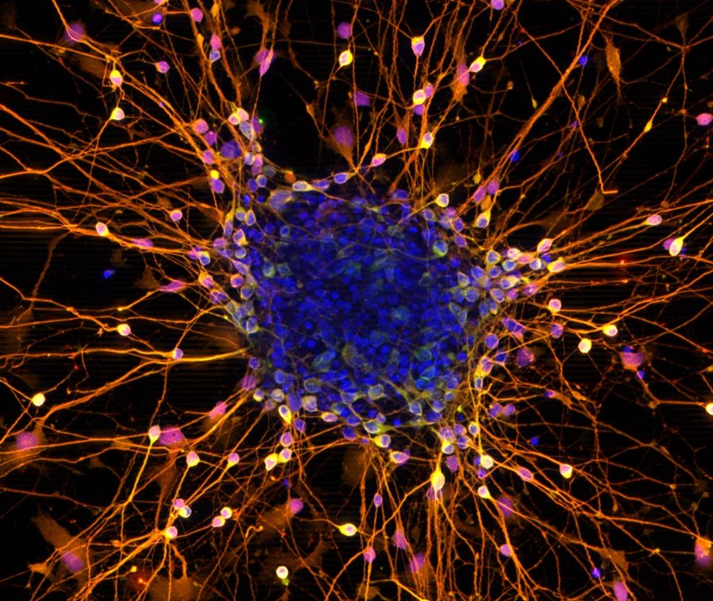 InVitro Cell Research