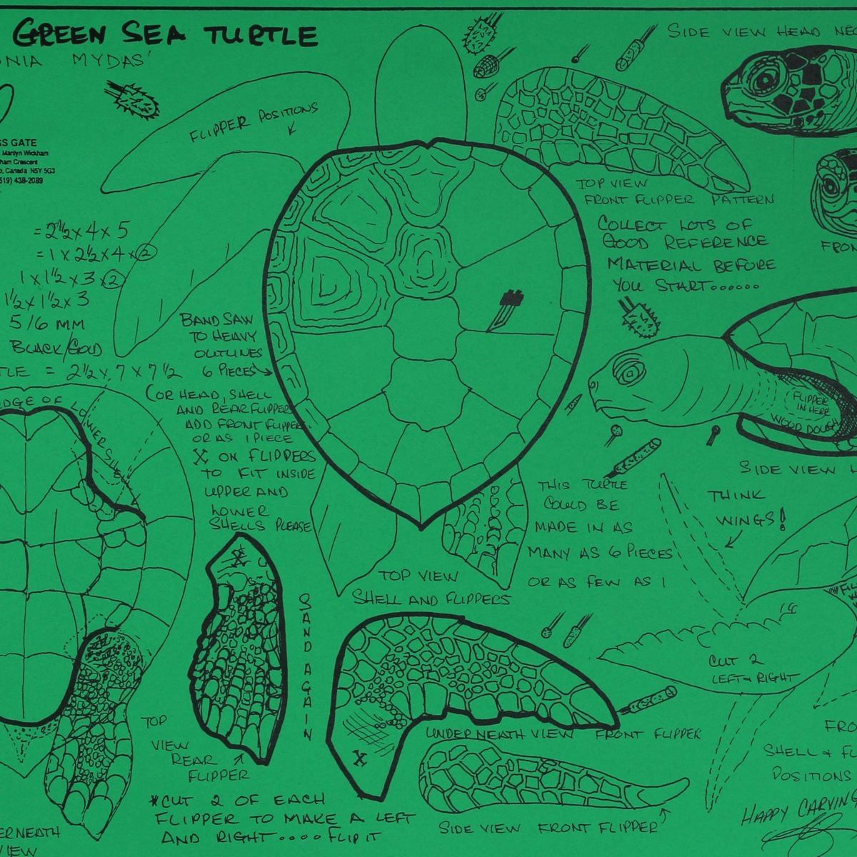 Green Sea Turtle
